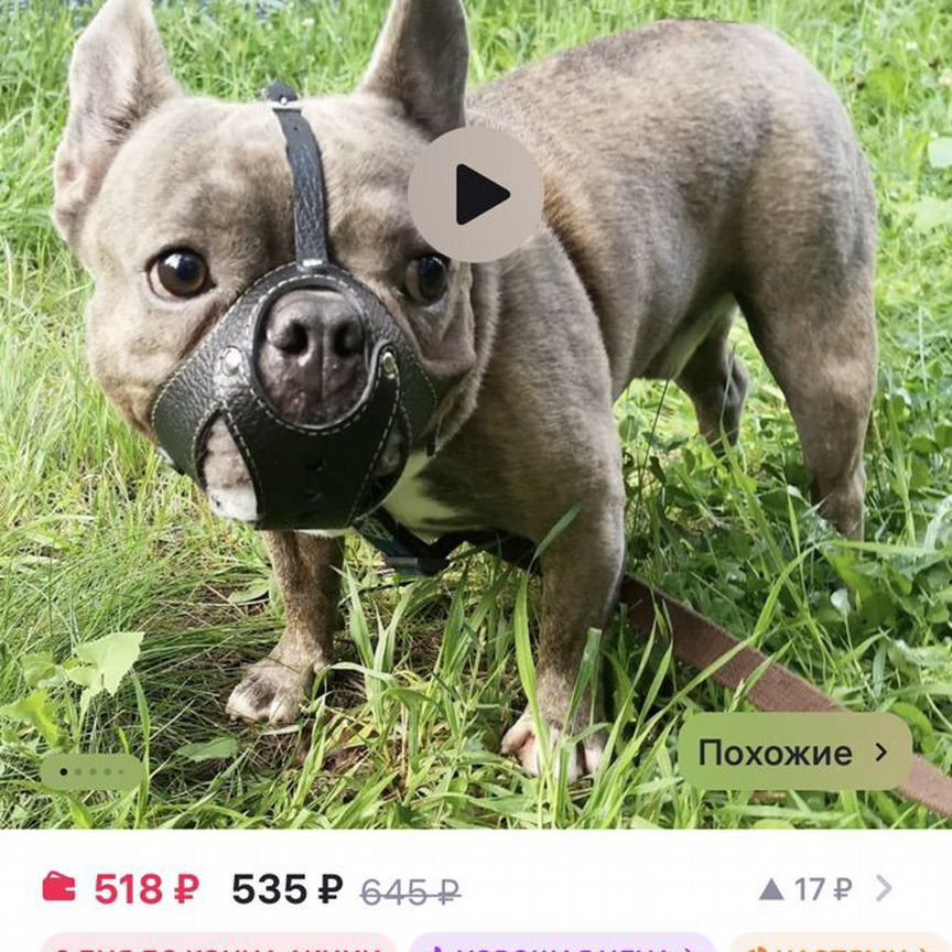 Намордник для собак