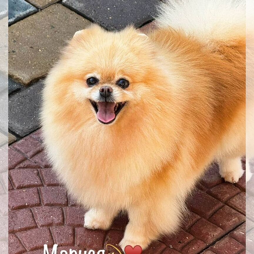 Померанский шпиц, взрослая собака