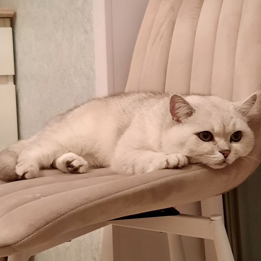 Британец, серебристая шиншилла