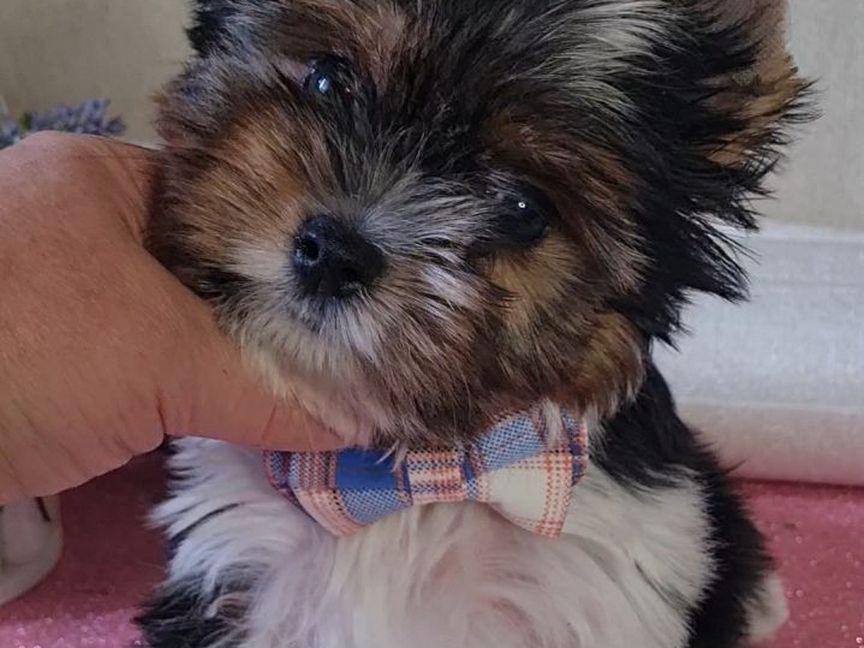 Бивер мини щенки ркфф