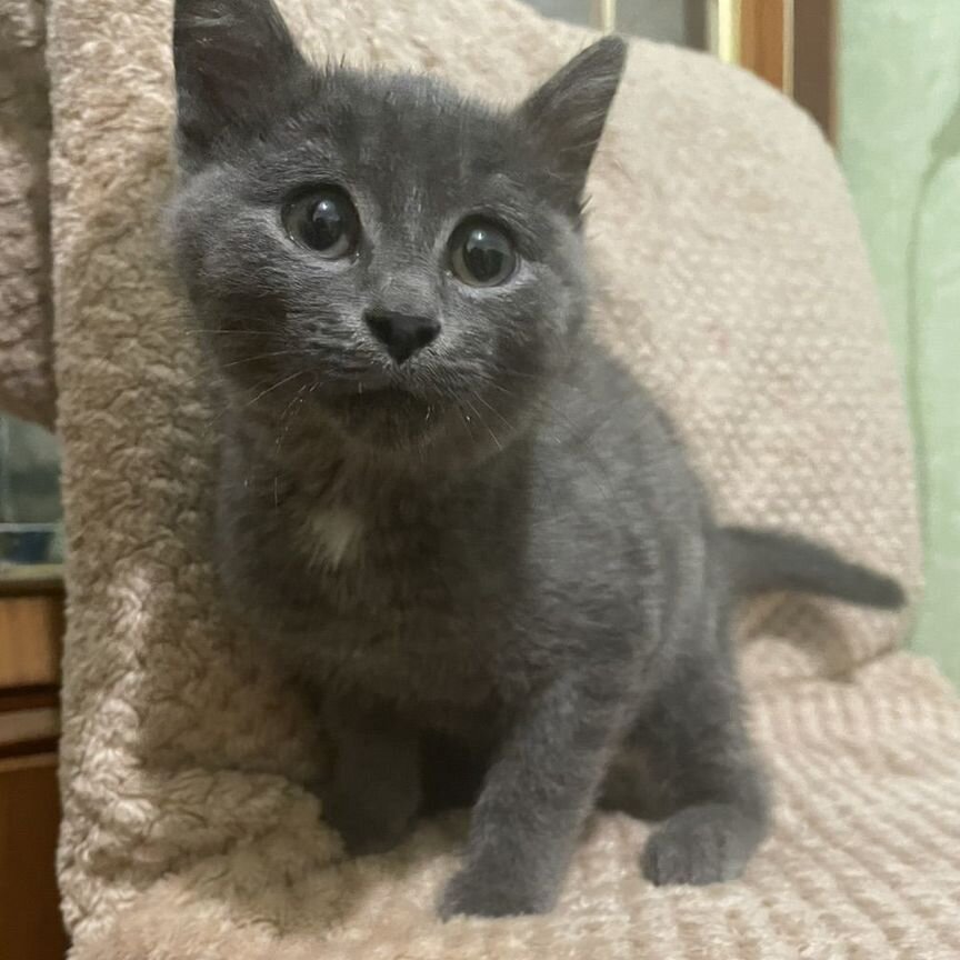 Котенок в добрые руки