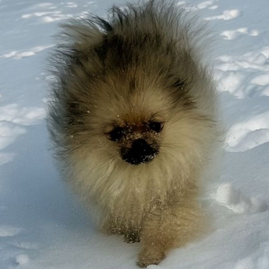 Померанский шпиц, щенок