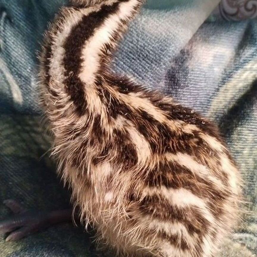 Страусы и их дети