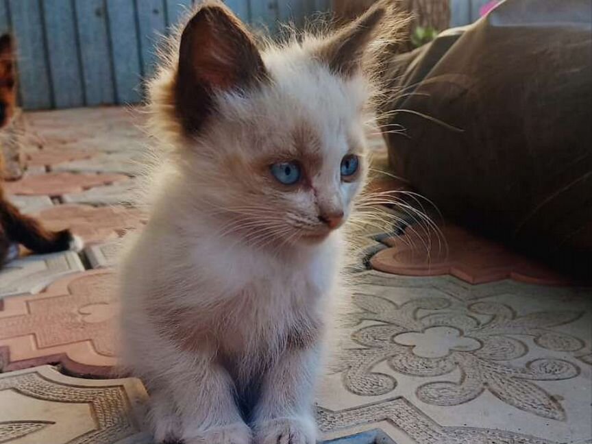Котята в добрые руки бесплатно