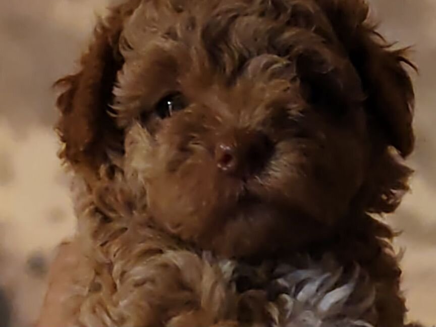 Той Пудель девочка 2 красотка