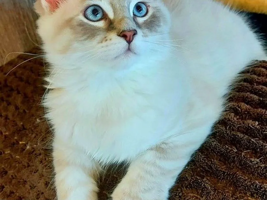 Невские маскарадные котята