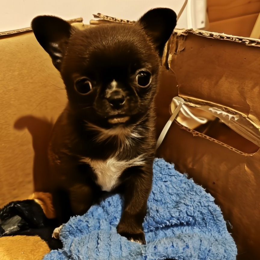 Чихуахуа, щенок
