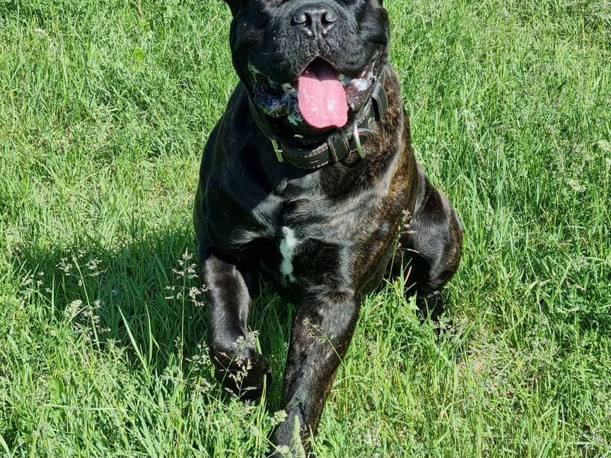 Кобель вязка кане Корсо