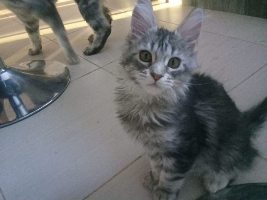 Кошки породистые