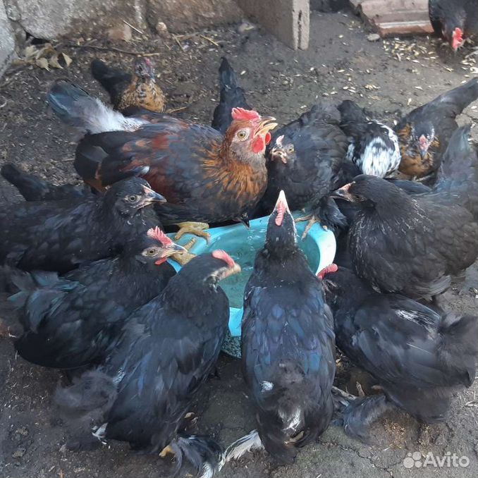 Куры, цыплята карликовые