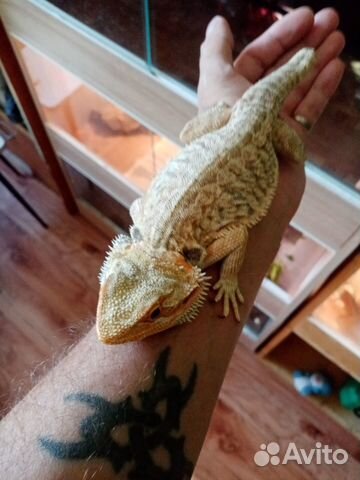 Агама самец