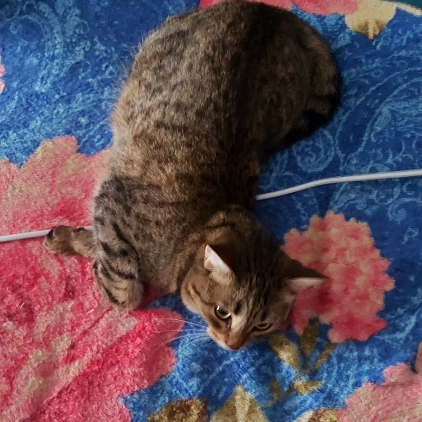 Кошка. Зовут Фрося