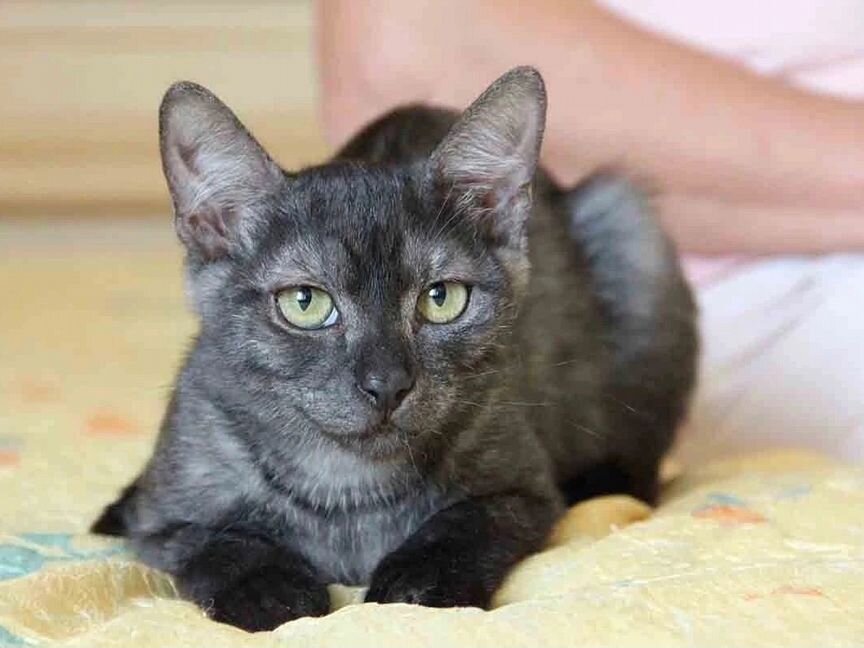 Котята 5 мес ищут хозяев. Отдадим в хорошие руки