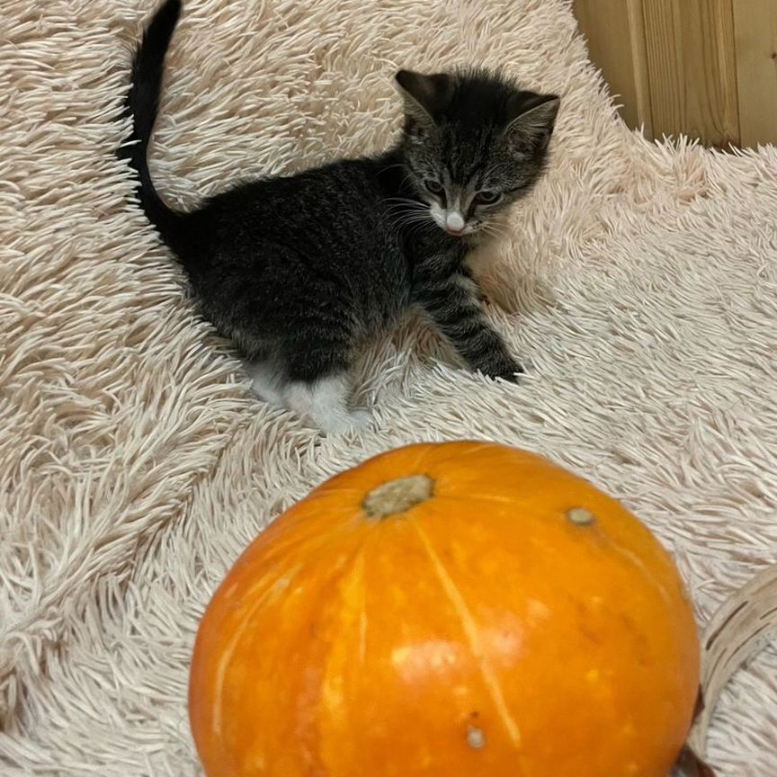 Котёнок Тыковка