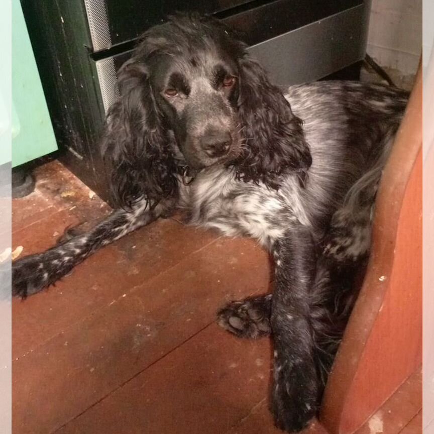 Русский охотничий спаниель, щенок