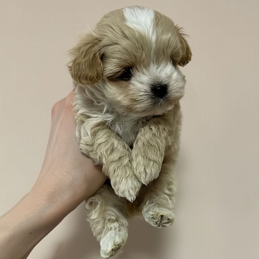 Мальтипу, щенок