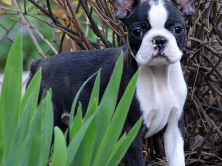 Мальчик бостон терьер