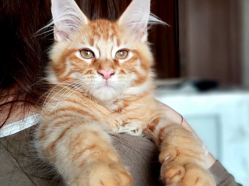 Котик мейн-кун с документами