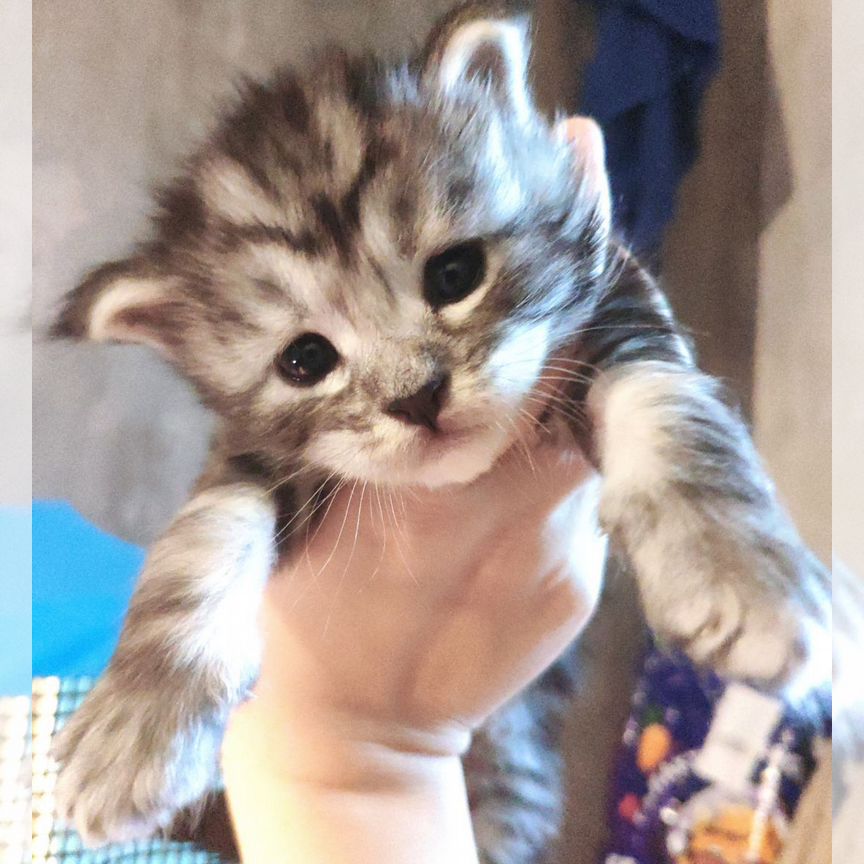 Котята мейн-кун