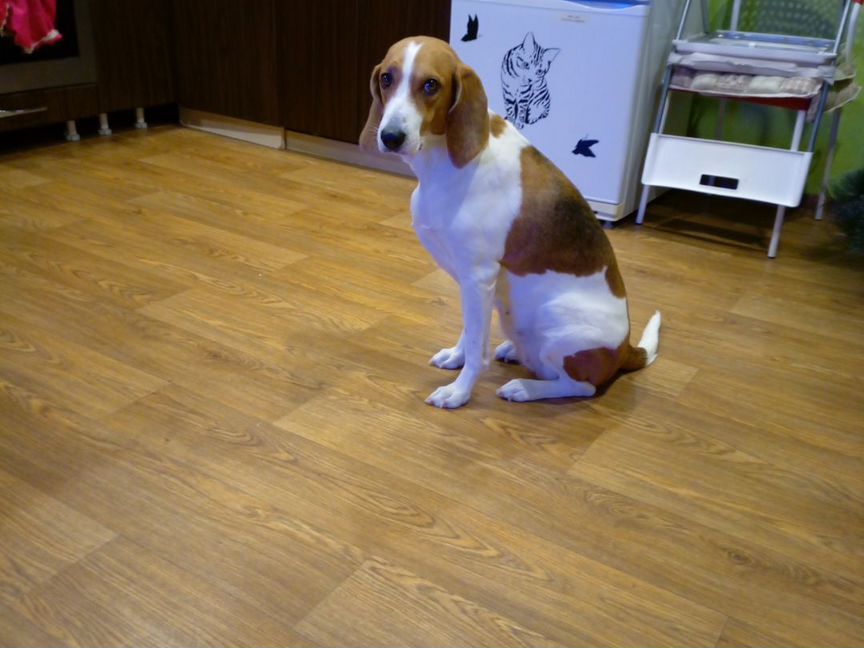 Эстонская гончая