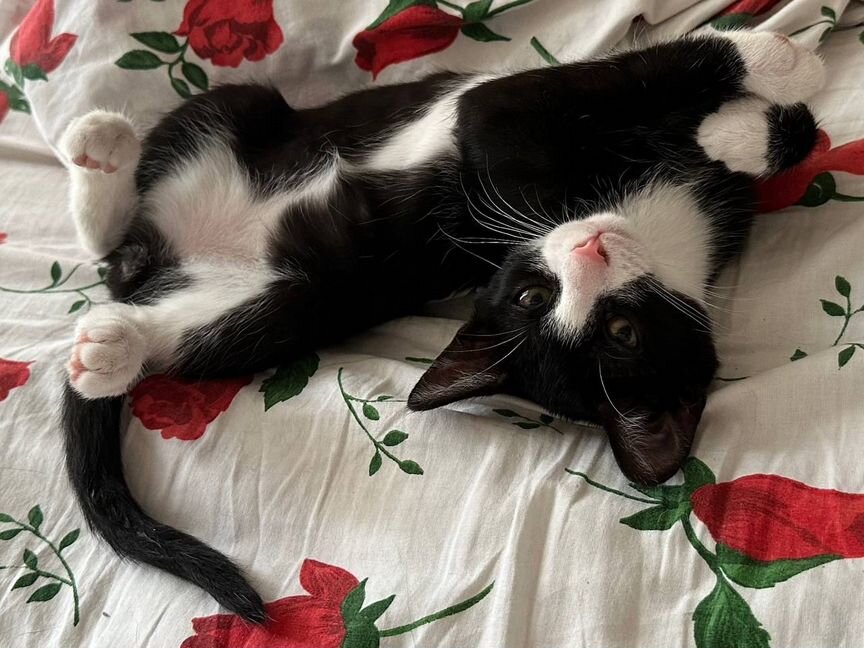 Отдаем котенка 4 месяца, мальчик