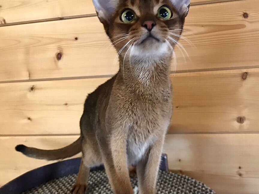 Абиссинская