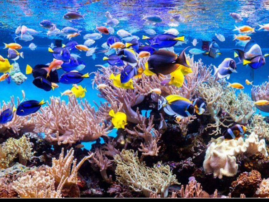 Морские гидробионты в наличии и под заказ-питомник