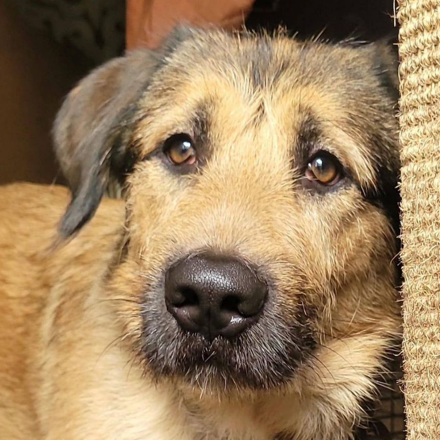 Взрослый пёс в добрые руки