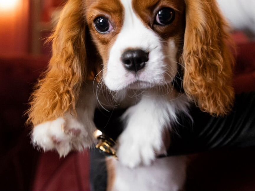 Щенок девочка кавалер кинг чарльз спаниель