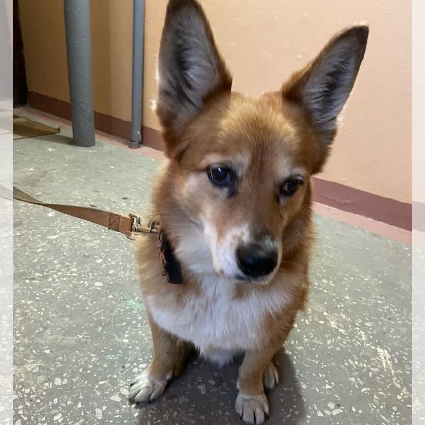 Найдена собака корги