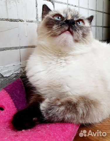 Карина в дар