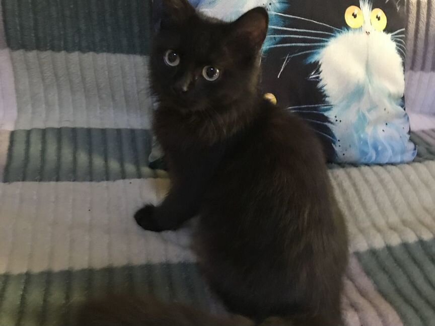 Знакомтесь: Янка