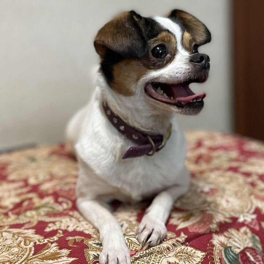 Мелкая Ириска ждет своих родителей