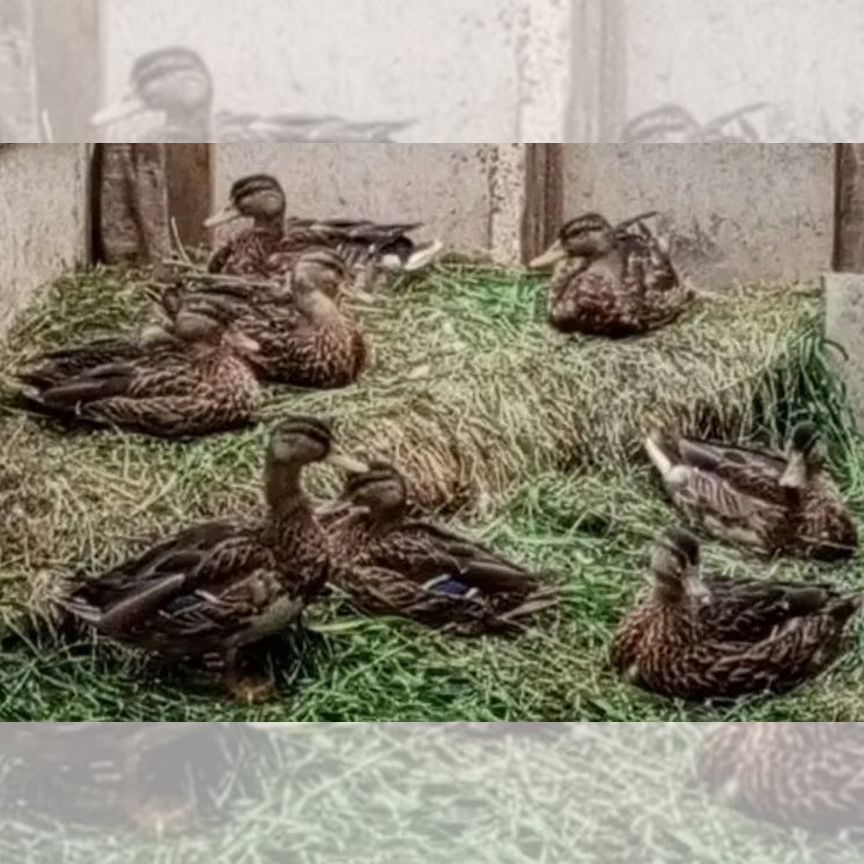 Подсадные утки для охоты