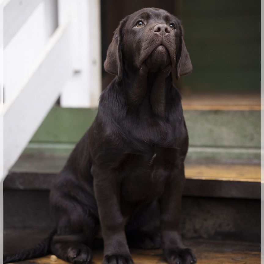 Лабрадор-ретривер, щенок