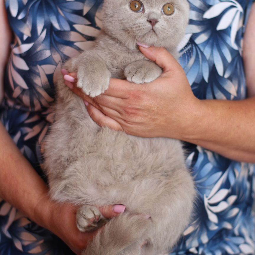 Британский лиловый котик