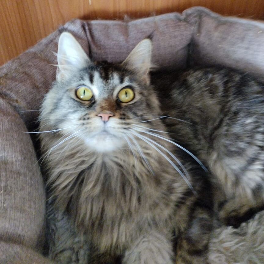 Кошка 1,5 года стерилизована