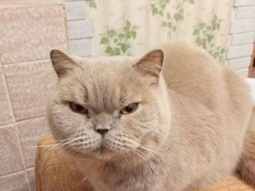 Британская