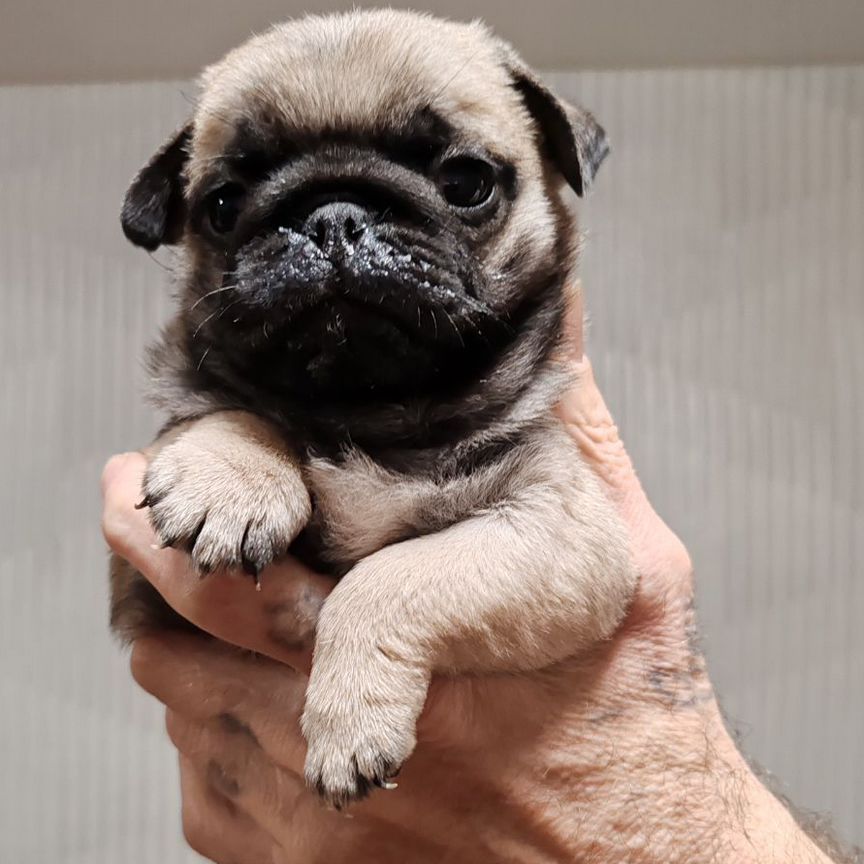 Мопс, щенок