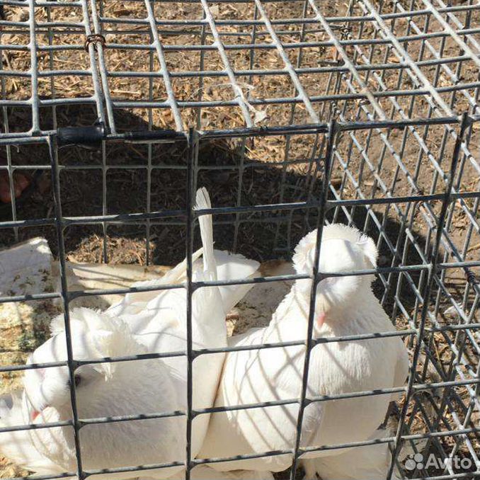 Голуби благодарненские