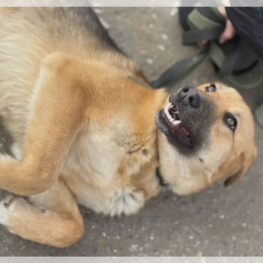 Взрослая собака в добрые руки
