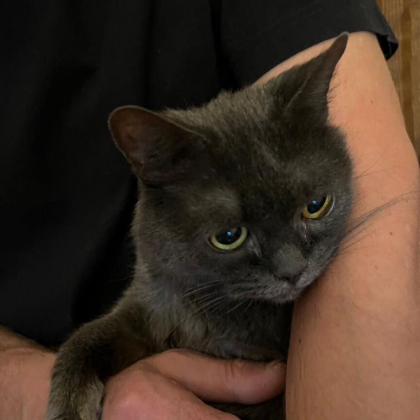 Бетти ищет дом