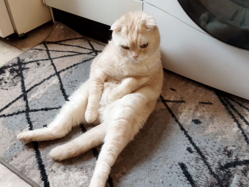 Кот британец