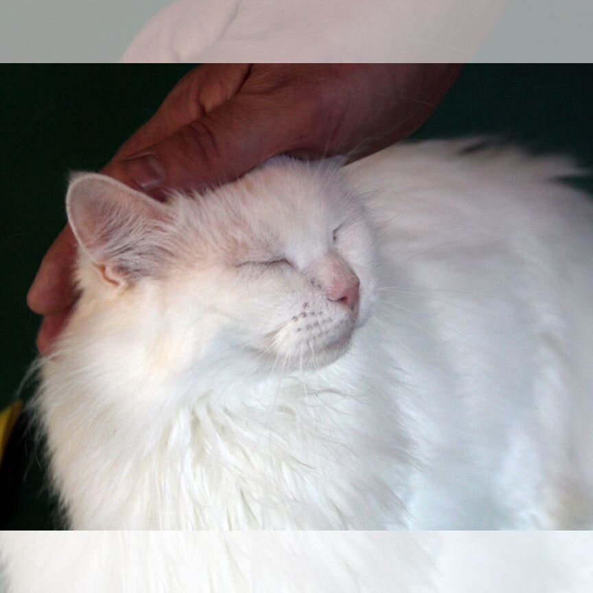 Взрослая, Девочка кошка в добрые руки