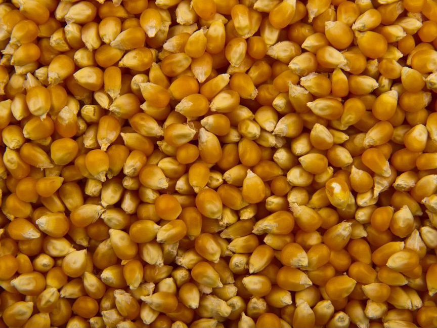 Кормовой горох, Соя корма