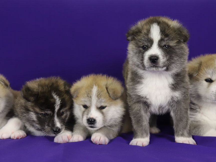 Щенки японской акиты