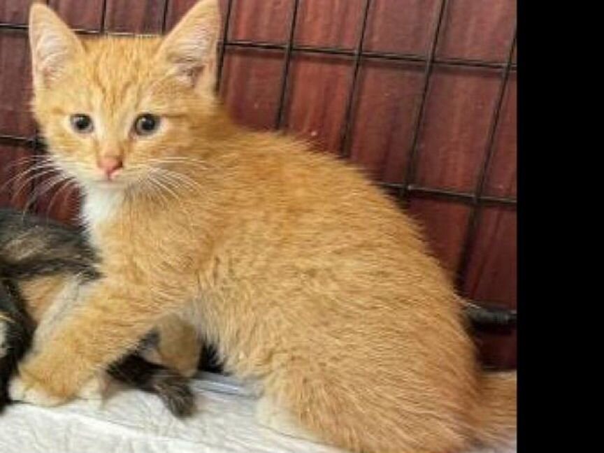 Маленькое рыженькое чудо