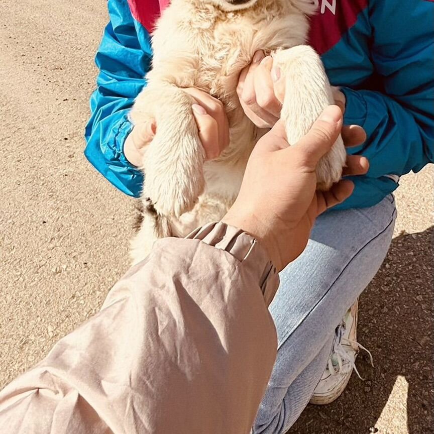 Щенок в добрые руки