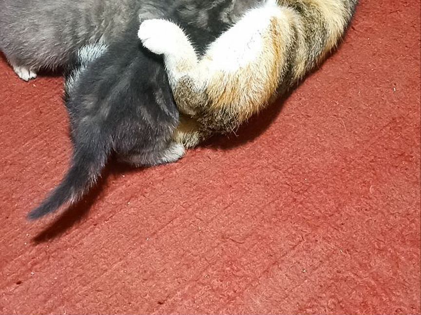 Отдам котенка в добрые руки. Порода не известна