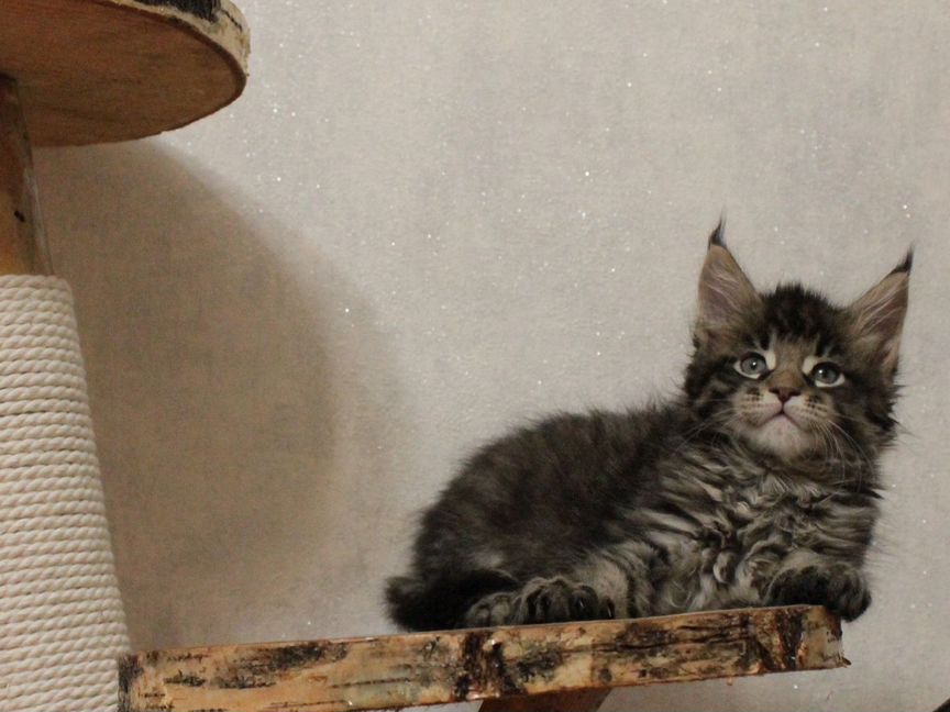 Чистокровный рысёнок в лесном окрасе